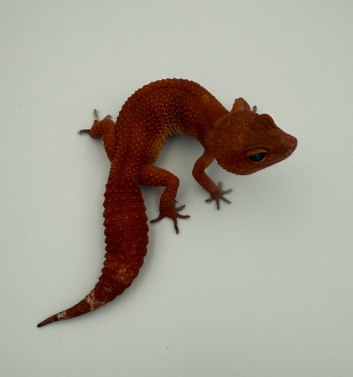 Mandarin Female (South Korean Import) Leopard Gecko by JZ's Tangerines