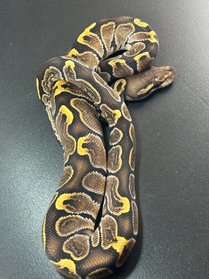 1.0 Super GHI Special Ball Python by Königspython Deluxe