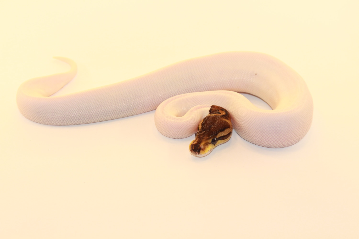Black Pastel Pied Ball Python by Königspython Deluxe - MorphMarket