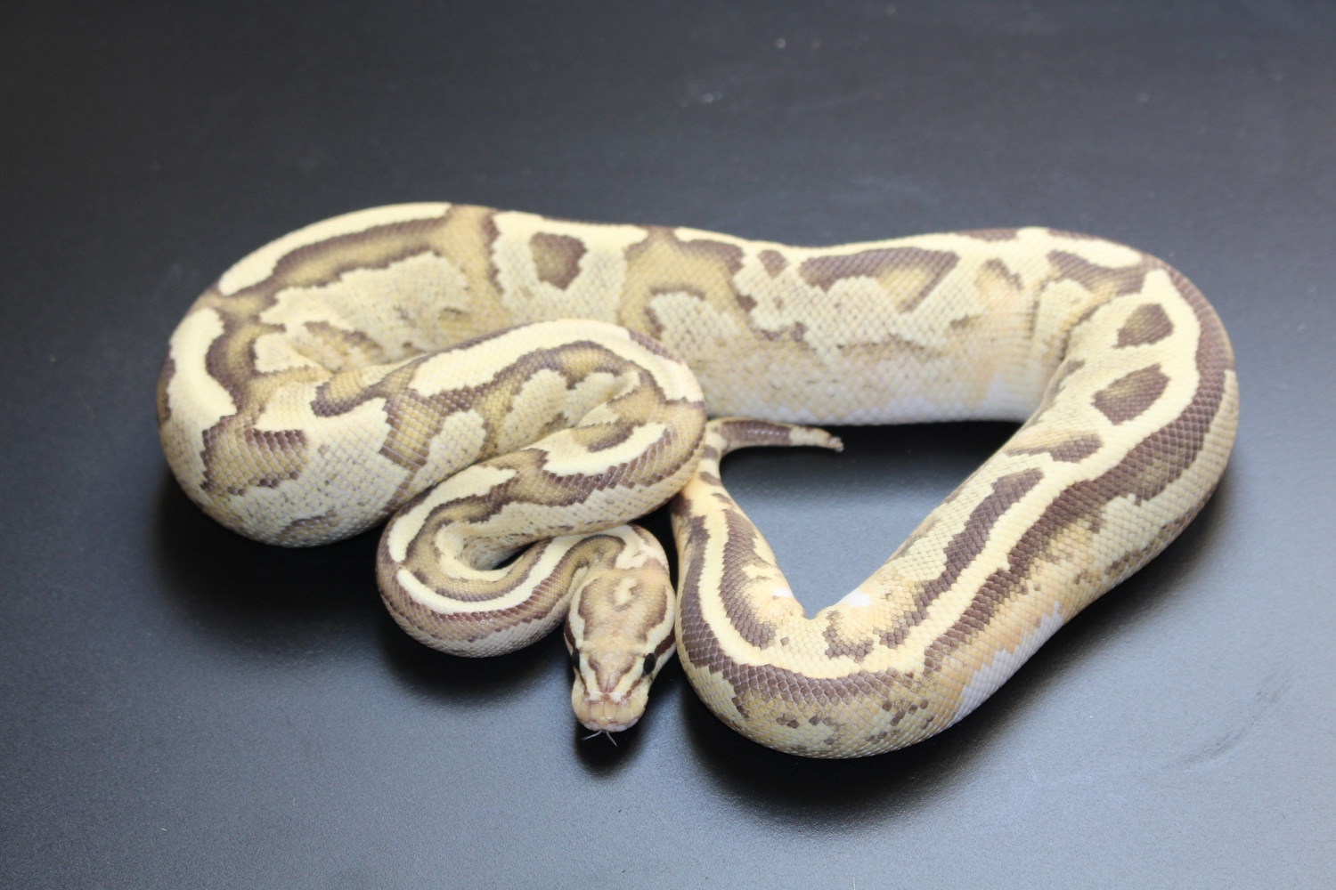 Disco Inferno Ball Python by Königspython Deluxe - MorphMarket