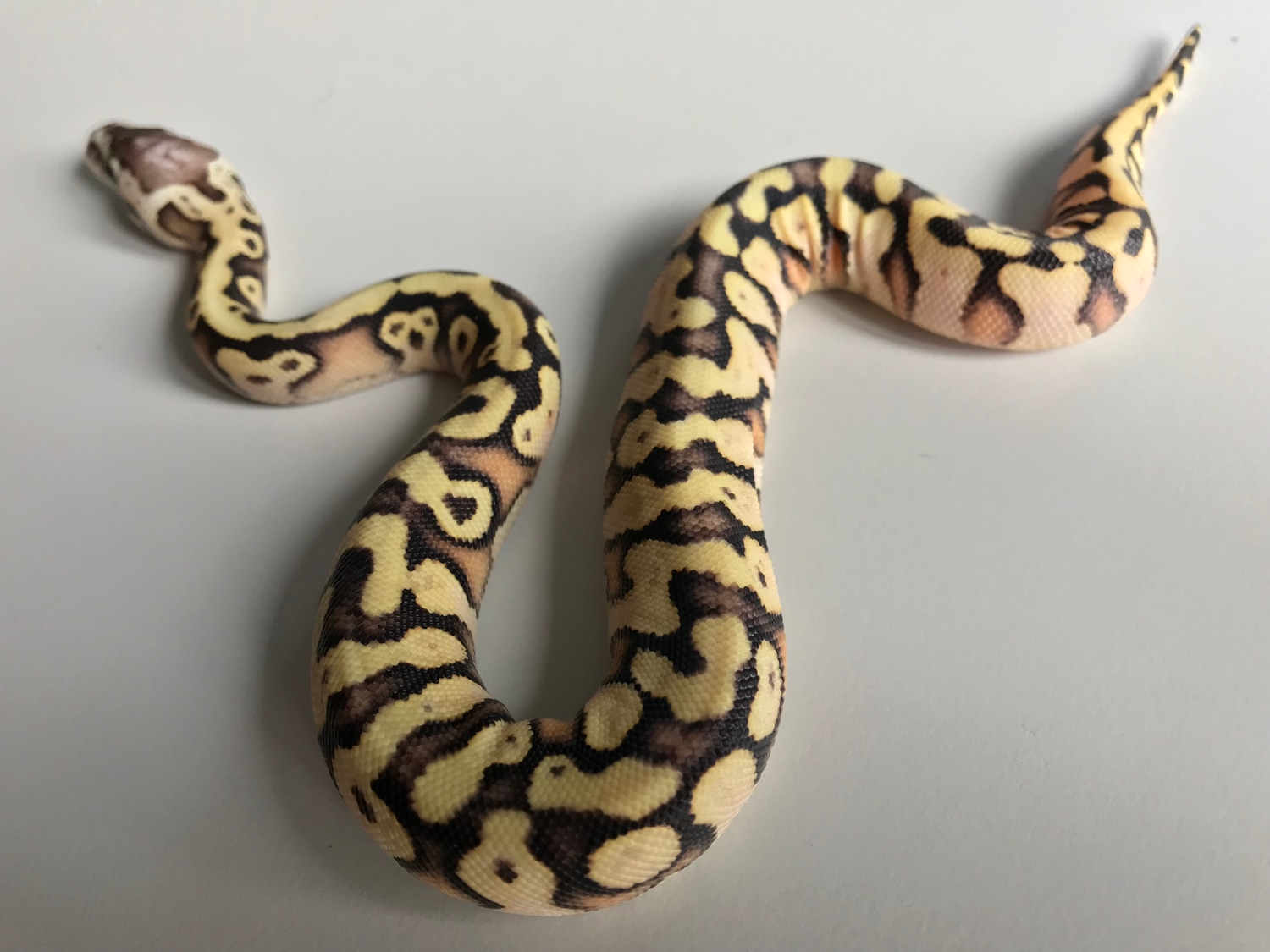 Hidden Gene Woma Pastel Granite Pos. Gravel Pos. Russo Het Leucistic ...