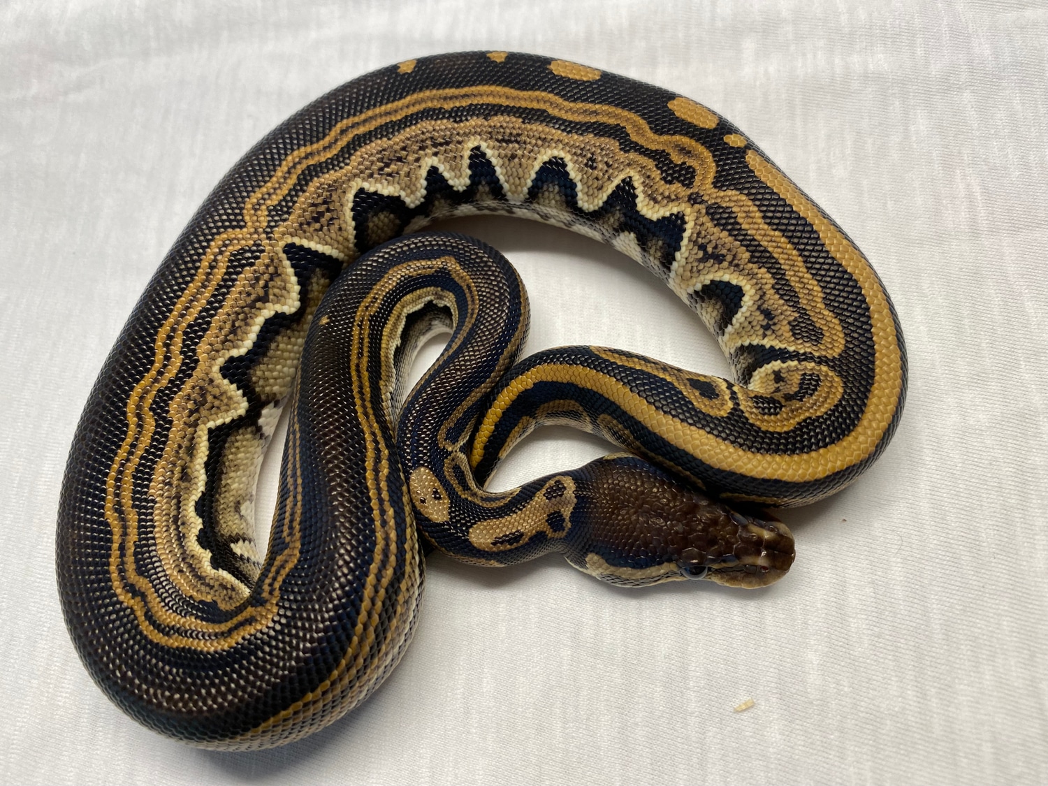 0.1 Black Pastel Tri Stripe 66% Het Hypo (Welterstzucht) Köpyking.de ...