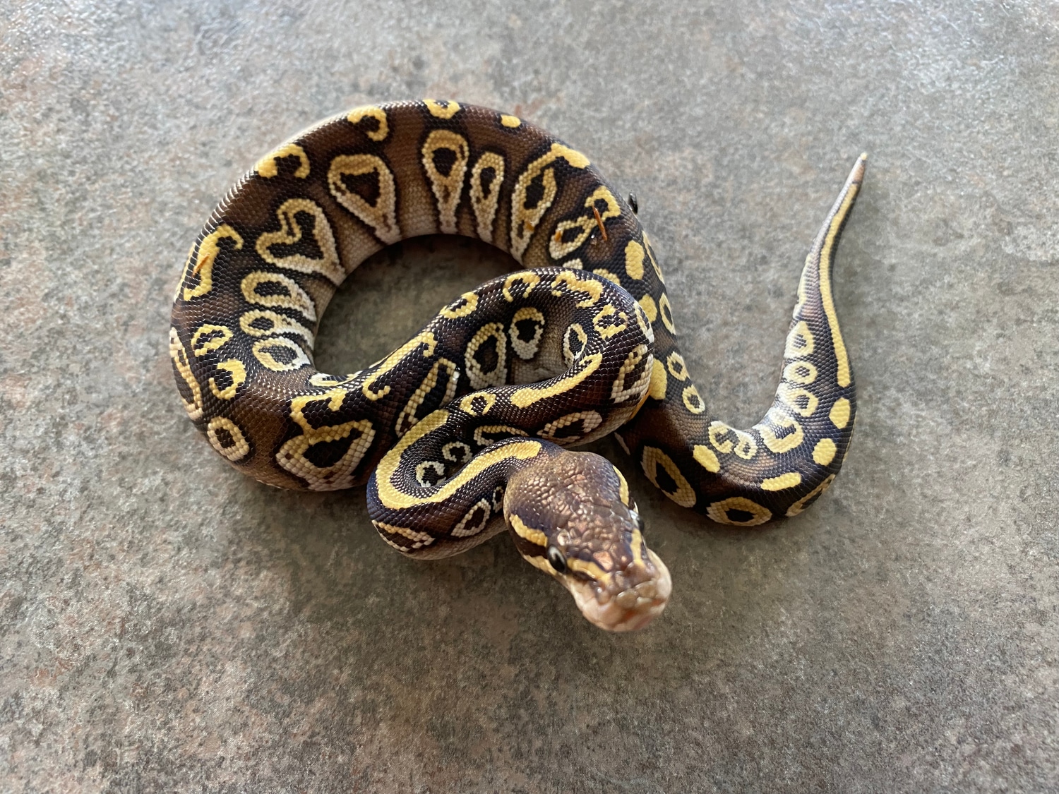 0.1 Hurricane Mojave Ball Python by Michael Bral - MorphMarket