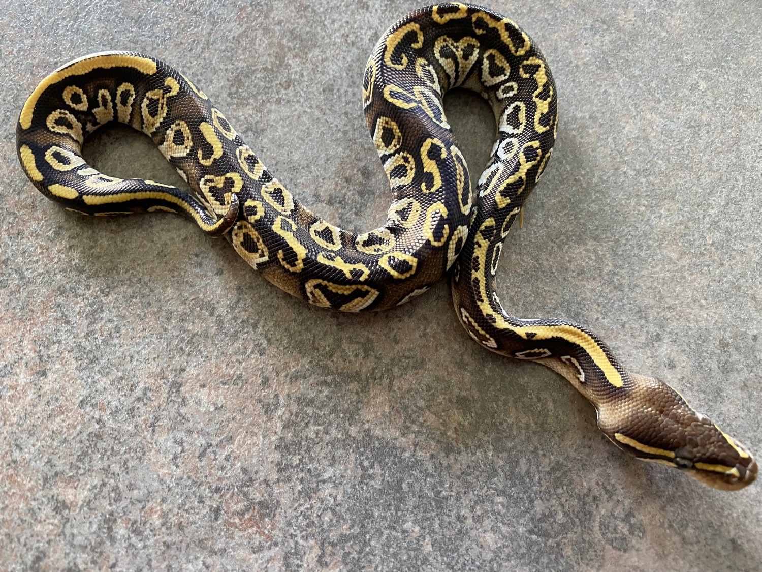 0.1 Hurricane Mojave Ball Python by Michael Bral - MorphMarket