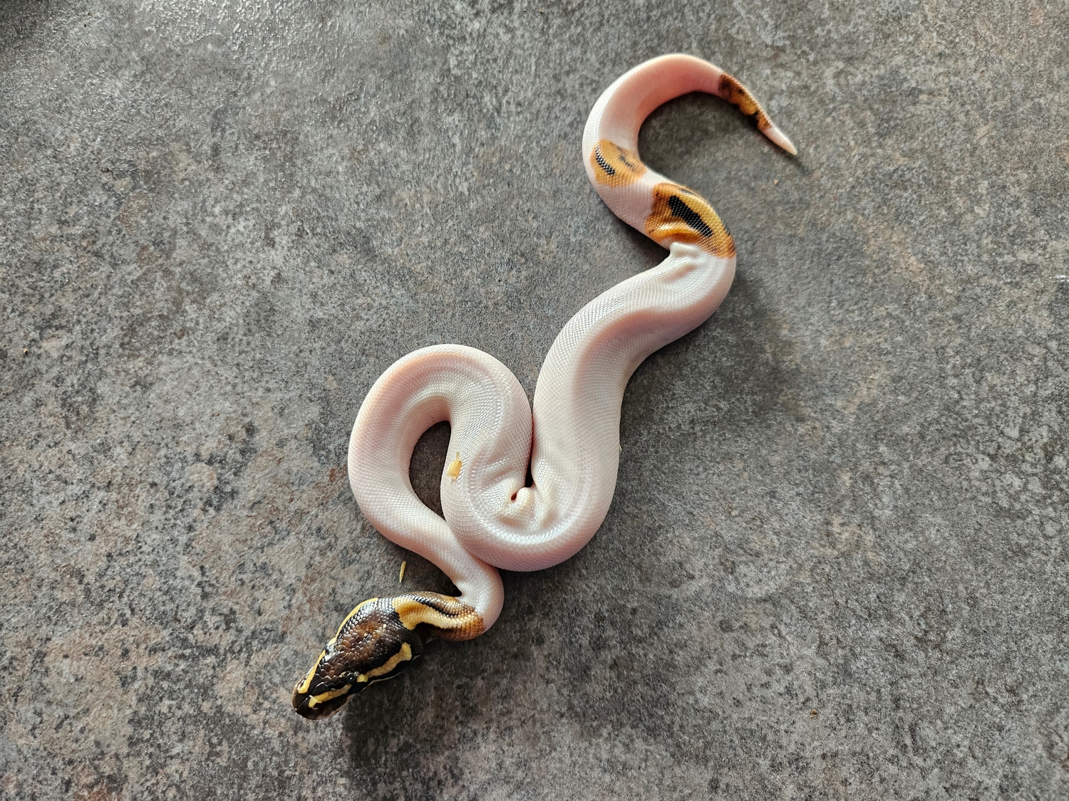 Piebald 66% Lavender Ball Python by Michael Bral - MorphMarket
