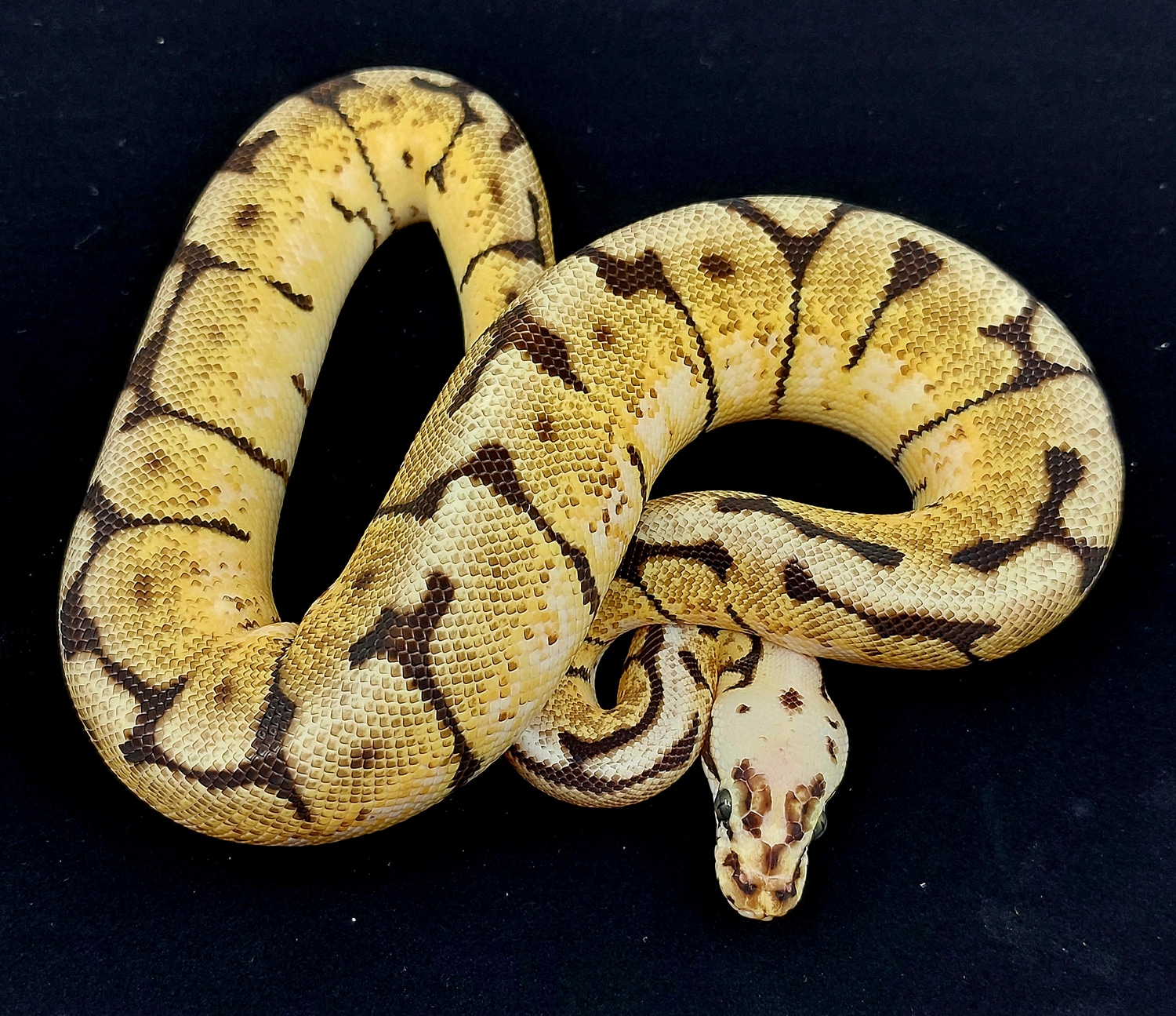 Bumblebee Ball Python by K-G-B Boids - MorphMarket