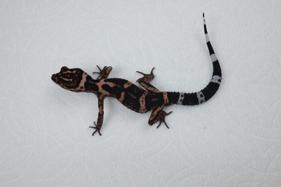 Japanese Cave Gecko (Goniurosaurus Orientalis) by K-RAD Reptiles