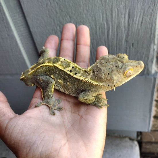 Dark Base Flame Crested Gecko by South Side Exotics