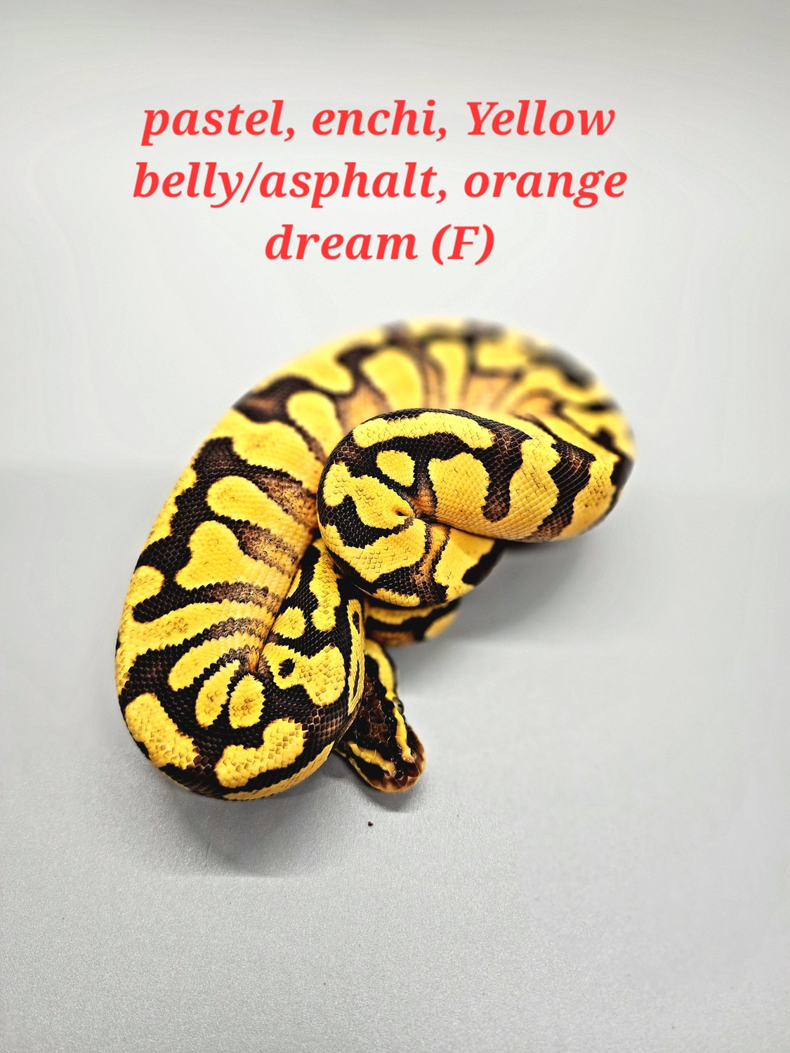 Ench, Yellow Belly/ Asphalt Orange Dream, Pastel Ball Python by K_O ...