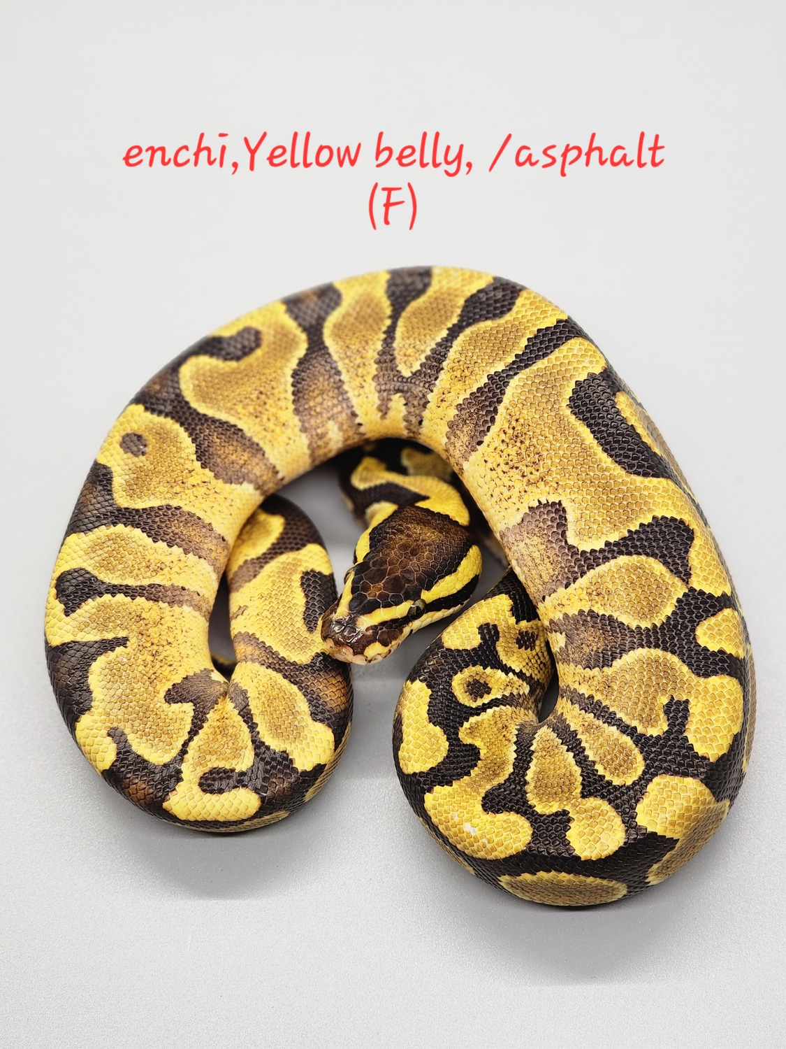 Ench, Yellow Belly/ Asphalt Ball Python by K_O_Exotics - MorphMarket