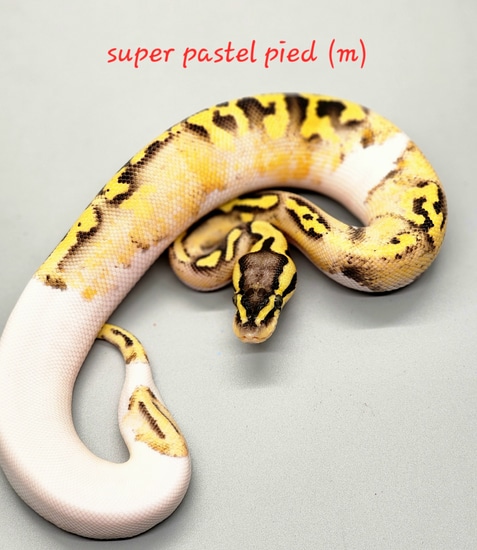 Killer Pied Ball Python by K_O_Exotics