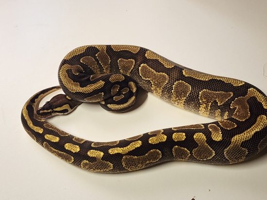 Enchi, Yellow Belly/ Asphalt( Free Shipping!!) Ball Python by K_O_Exotics
