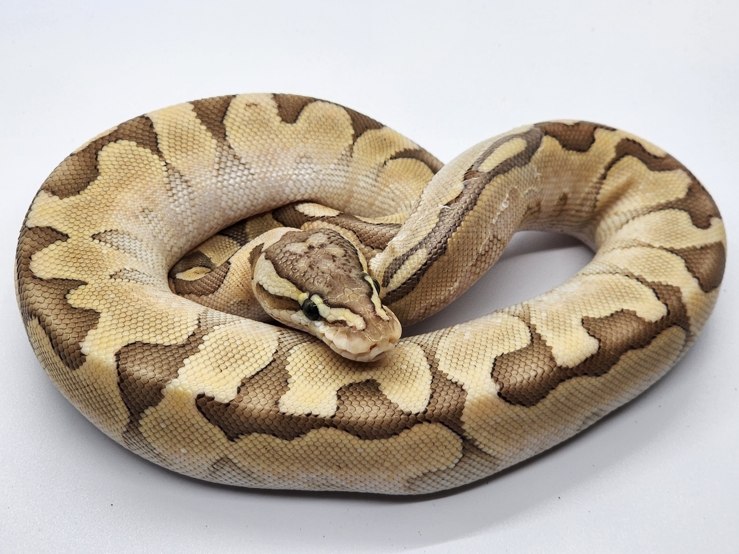Enchi Bamboo(Free Shipping!) Ball Python by K_O_Exotics - MorphMarket