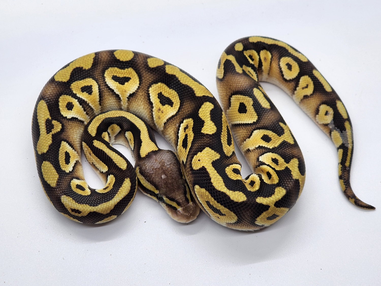 Pastel, Mojave (Free Shipping!) Ball Python by K_O_Exotics - MorphMarket