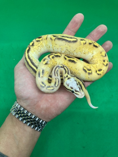 Pastel Freeway Male Ball Python by Noahs Ark Pet Shop