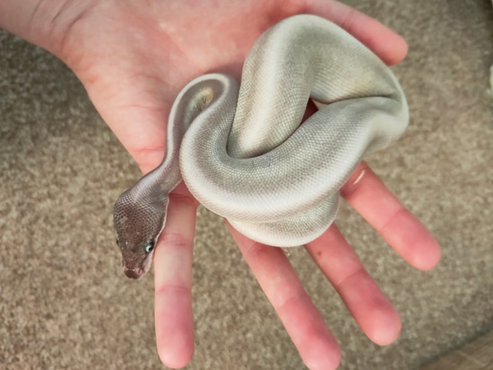 Purple Passion Pos Het Pied Ball Python by A&K Reptiles UK