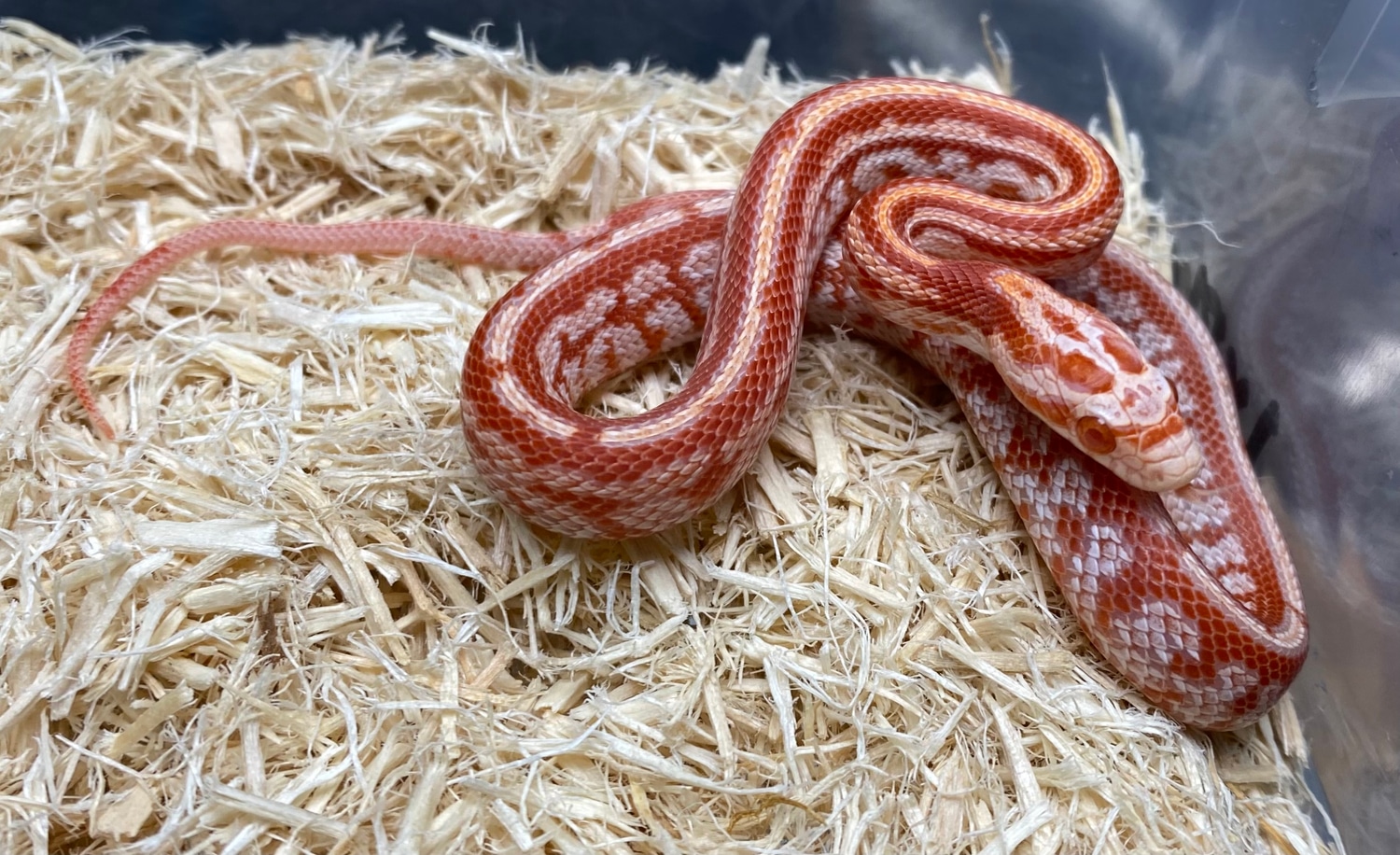 Tessera Amelanistic 100% Het Anerythristic 100% Het Diffused Corn Snake ...