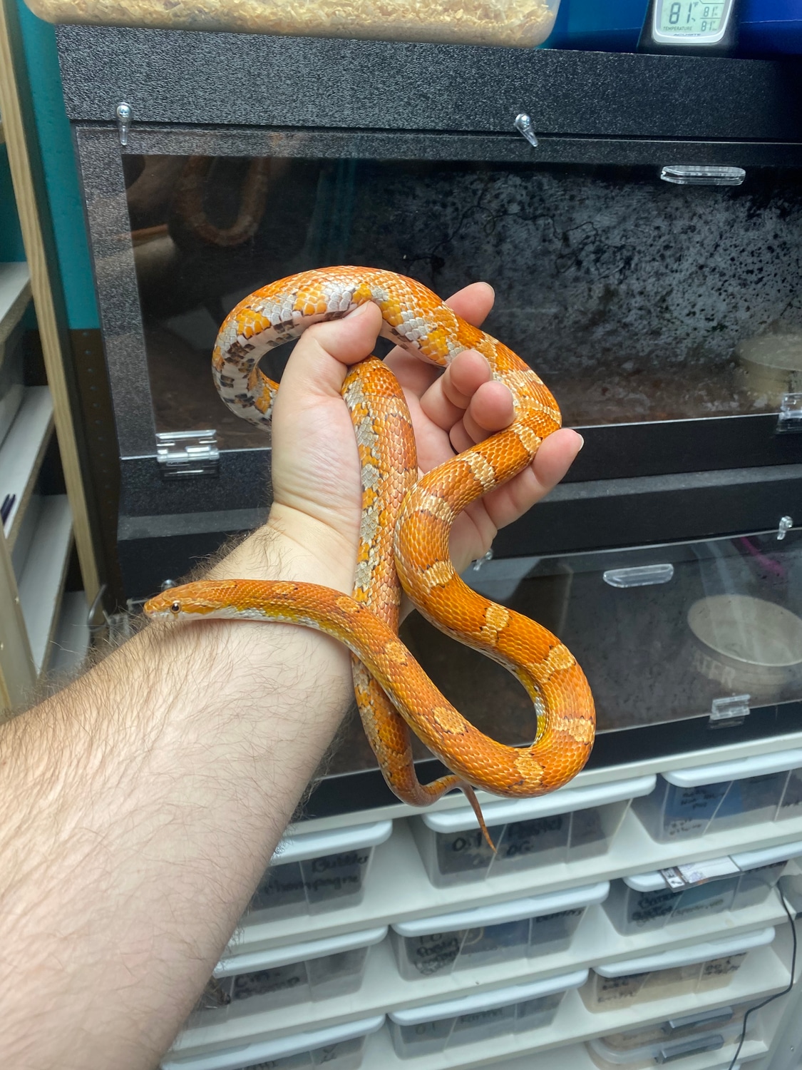 Het Scaleless, Amel, Anery Corn Snake by Lumina Pythons - MorphMarket