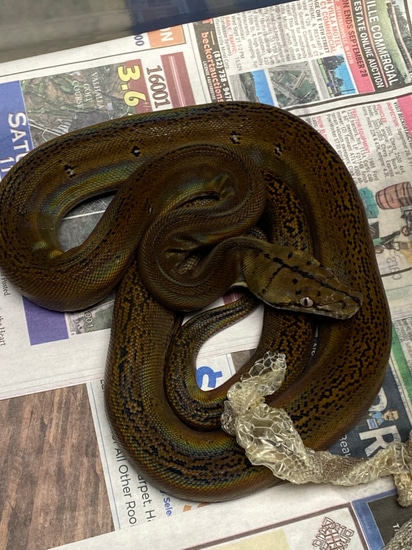 Golden Child Reticulated Python Het Albino Piebald by Lumina Pythons