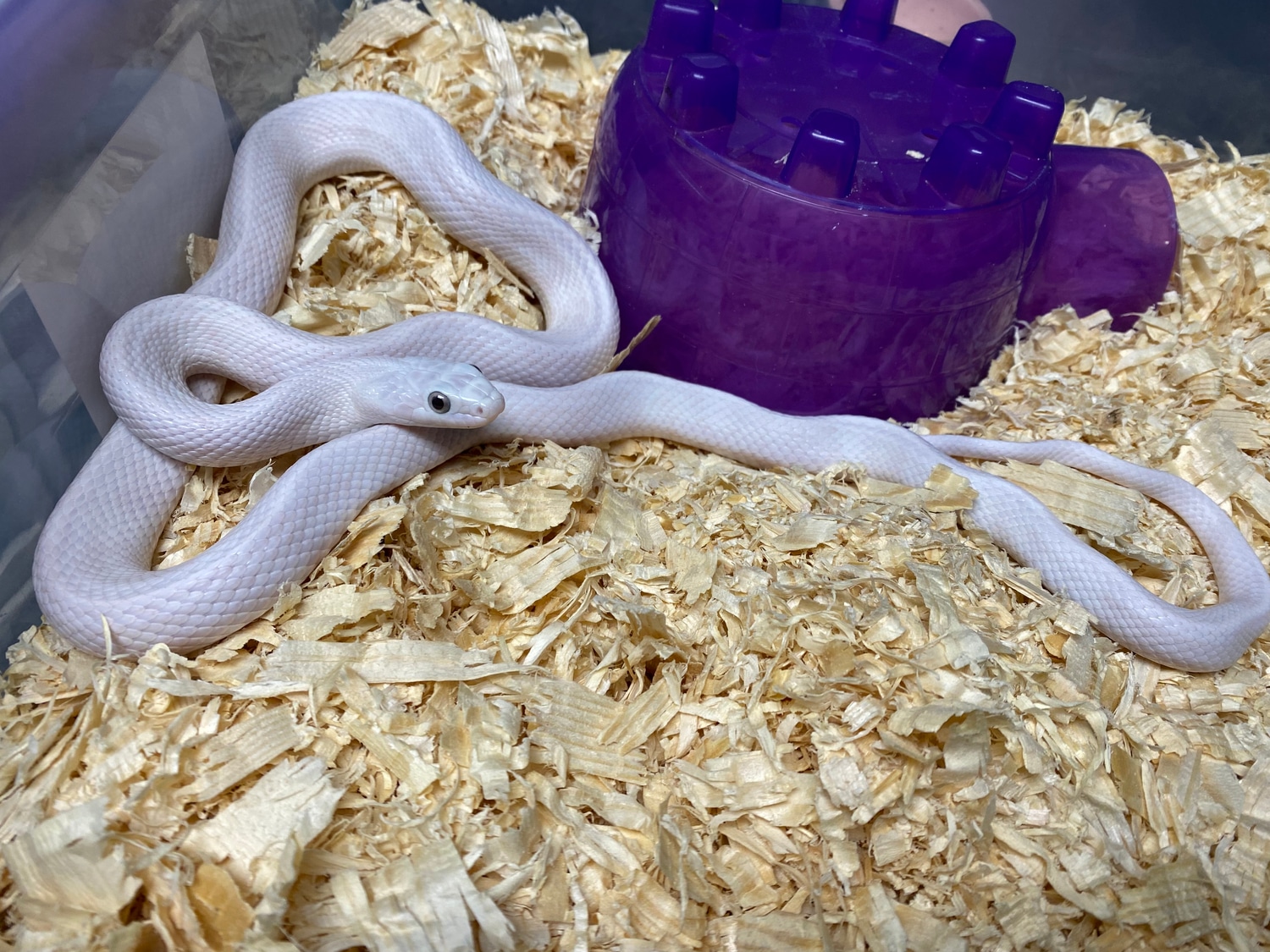 Leucistic Texas Rat Western Rat Snake by Lumina Pythons - MorphMarket