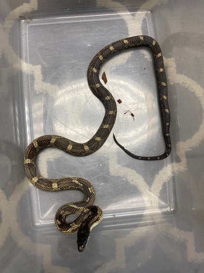 Black Rat Snake Eastern Rat Snake by Lumina Pythons