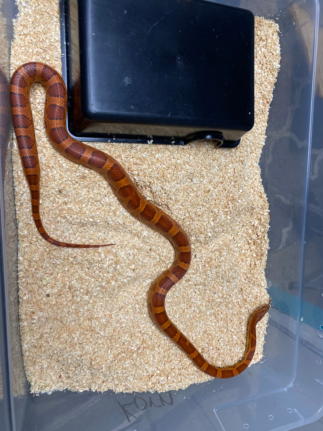 Triple Het Amel Anery Scaleless Corn Snake by Lumina Pythons - MorphMarket