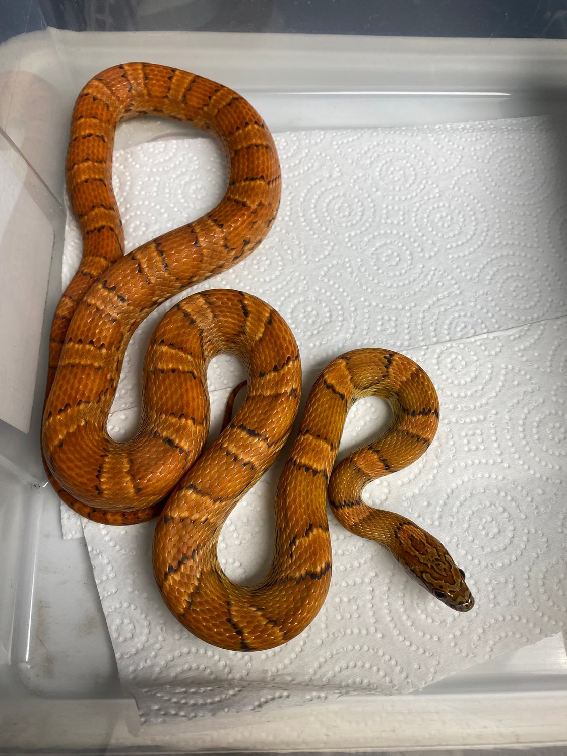 Lumina Pythons's Collection - MorphMarket