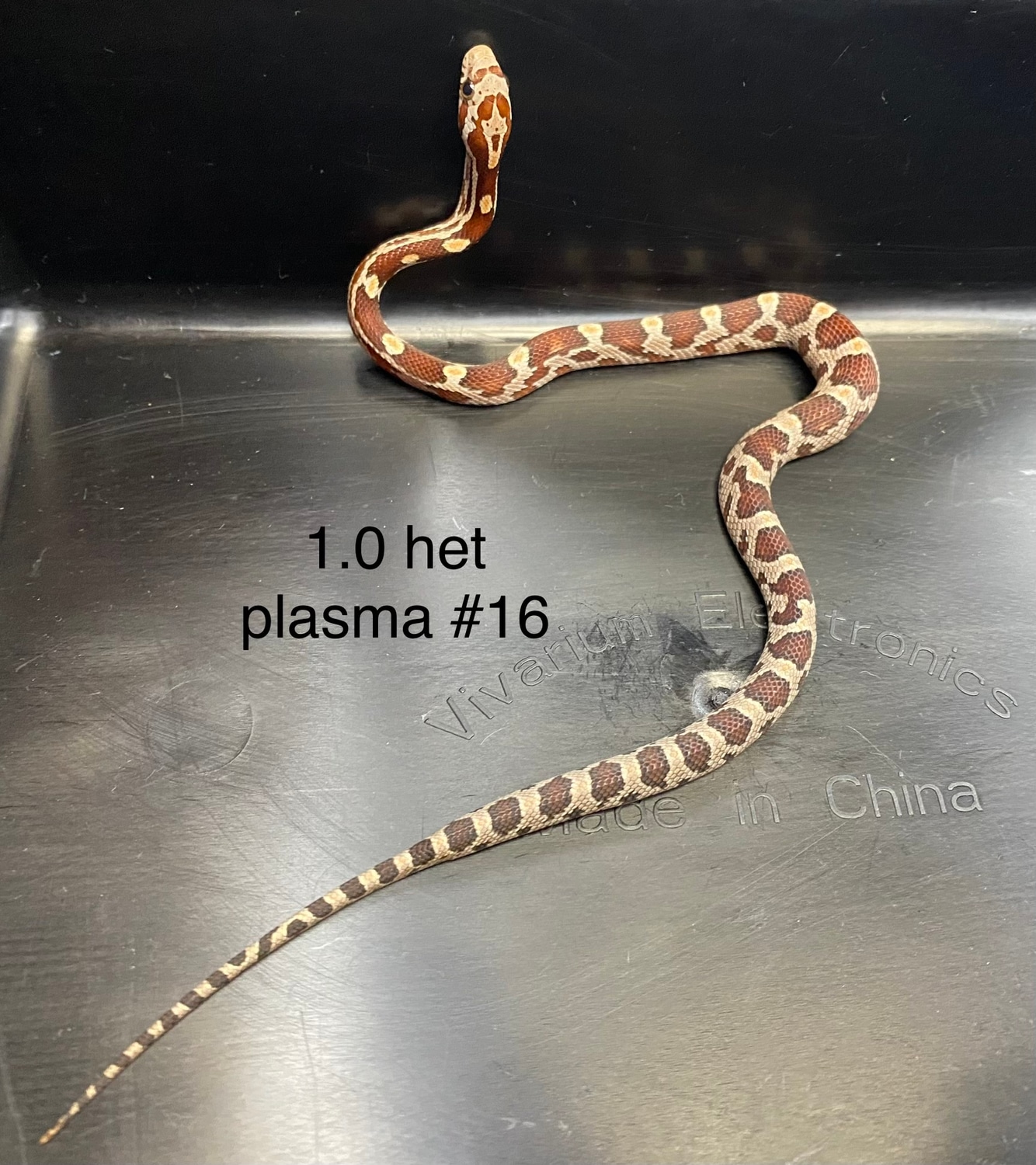 Het Hypo Plasma Corn Snake by Lumina Pythons - MorphMarket