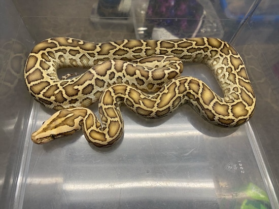Hypo Burmese Python Het Albino Het Granite by Lumina Pythons