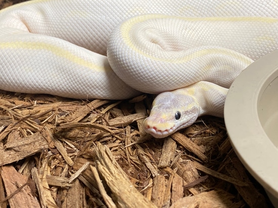 Phantom Lesser Ball Python by Lumina Pythons