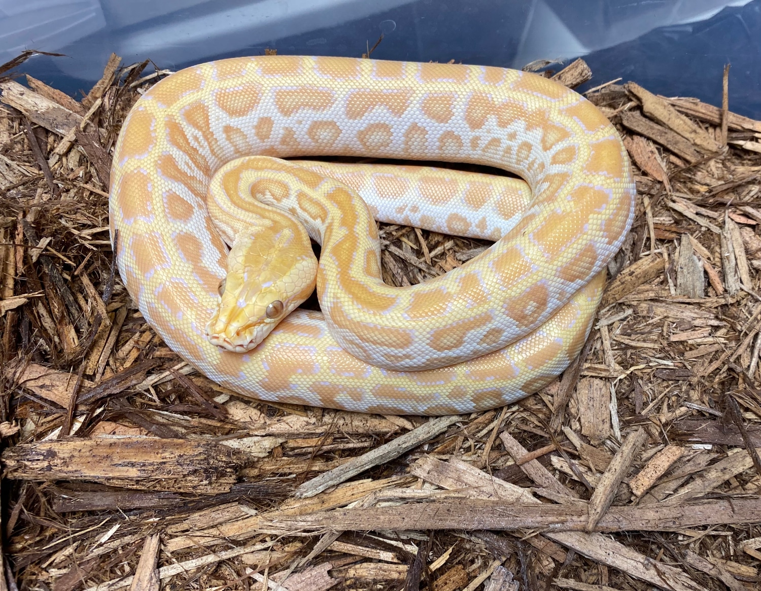 Pearl Het Labyrinth And Normal Het Albino Labyrinth Female Burmese ...