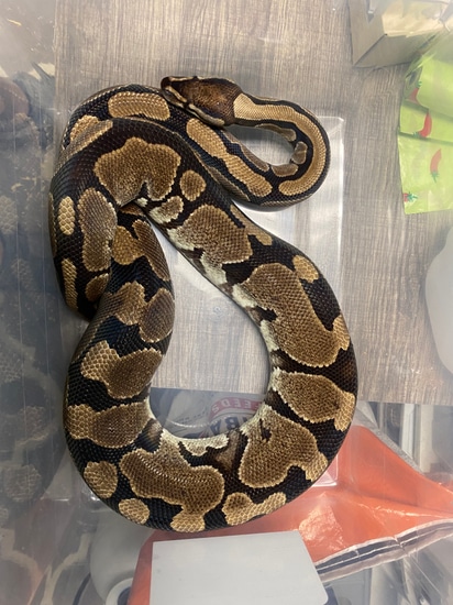 Adult Female RTB Ball Python by Lumina Pythons