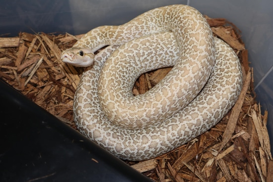 Hypo Granite Burmese Python by Lumina Pythons