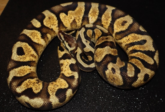Firefly Calico Ball Python by Lumina Pythons