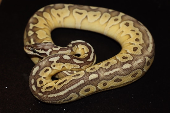Super Pastel Leopard Lesser Ball Python by Lumina Pythons