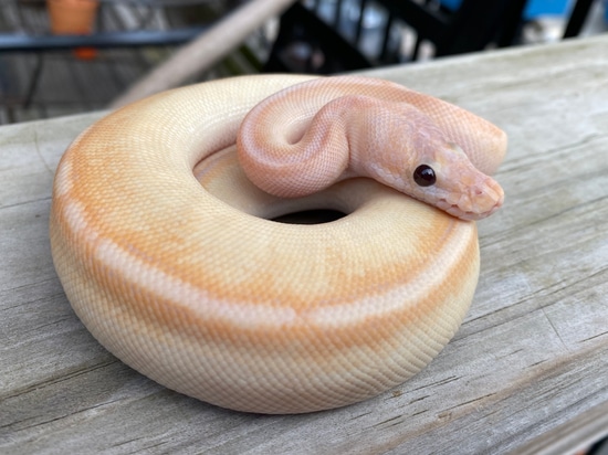 Banana Champagne Ball Python by Lumina Pythons