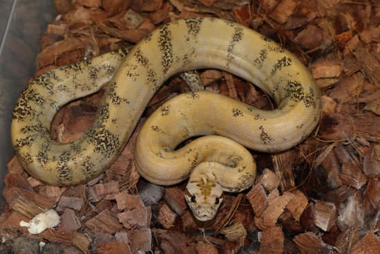 Reduced Granite Burmese Python by Lumina Pythons