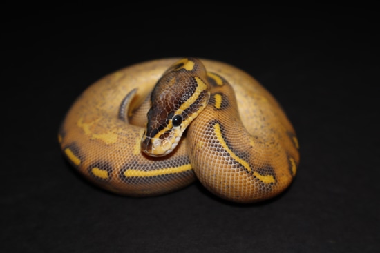 Highway Ball Python by Lumina Pythons