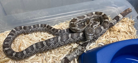 Het Calico Eastern Rat Snake by Lumina Pythons