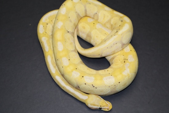 Pastel Coral Glow Ball Python by Lumina Pythons