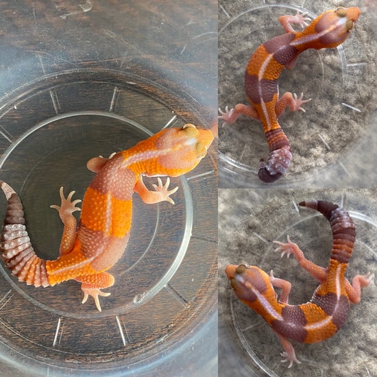 Tangerine Albino(Amel) African Fat-Tailed Gecko by KR Reptiles