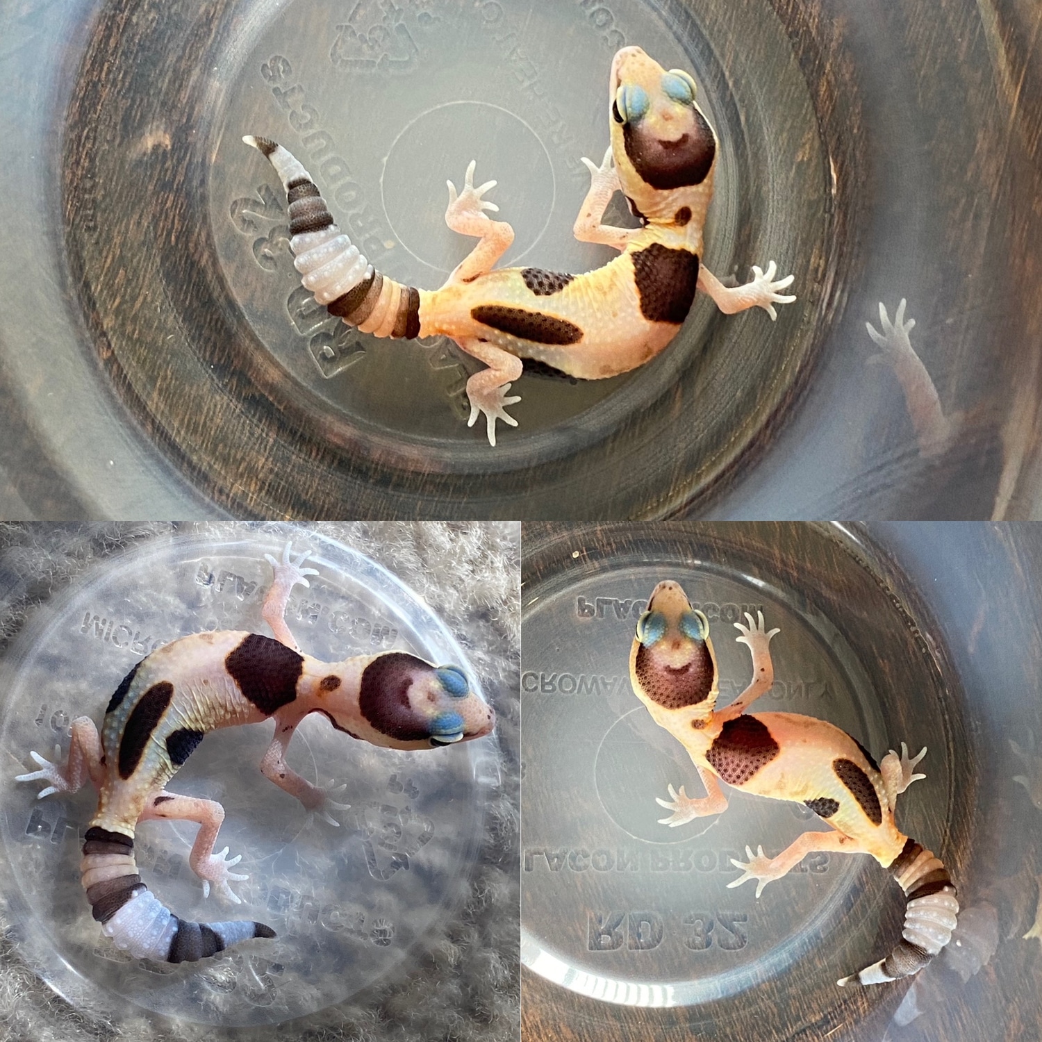 TSM Aberrant WO Het Ghost 50% Het Amel African Fat-Tailed Gecko by KR ...