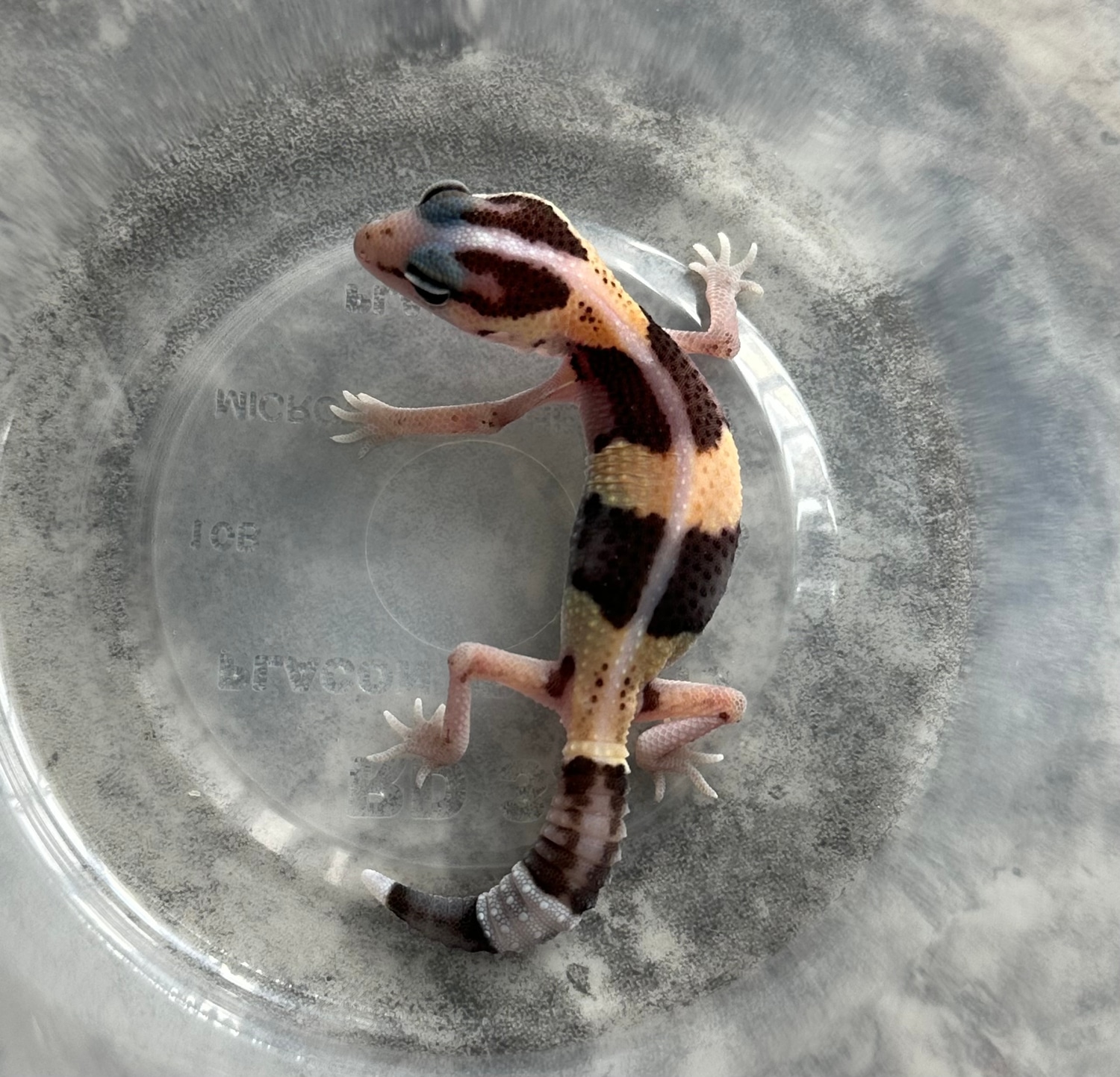 TSM St. Tang. Het Ghost African Fat-Tailed Gecko by KR Reptiles ...