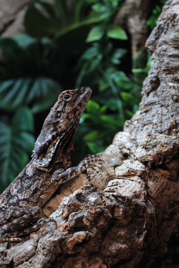 Indonesian Frilled Dragon Frilled Lizard by Ka-zoo Exotics