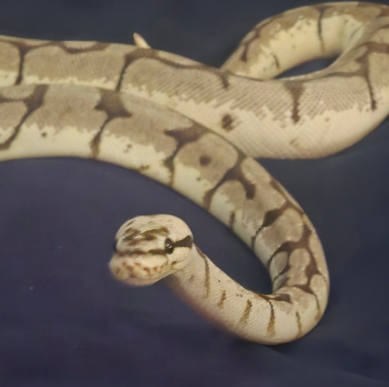 Vpi Axanthic Bumble Bee Ball Python by Käärme obsessed pythons