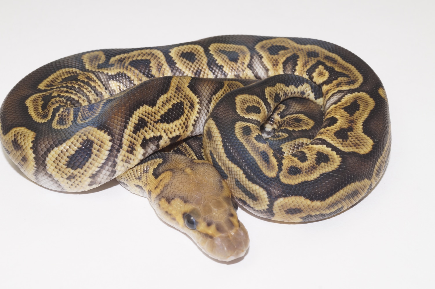 GHI Clown Ball Python by KB-Snakes - MorphMarket