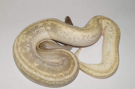 1.0 Enchi Mojave Freeway 66% Het Clown +0.1 HGW Mojave Freeway 0.1 HGW ...