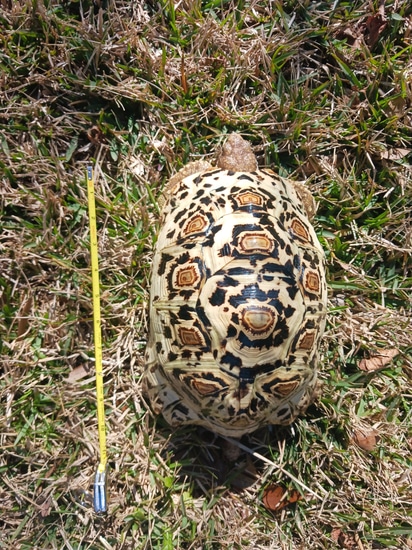 Beautiful Smooth 10 Inch Leopard Tortoise by Beautiful Leopard and Star ...