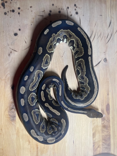 Savannah Ball Python by Knock Out Reptiles