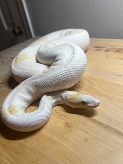 Super Lesser (BEL) Paradox Ball Python by Knock Out Reptiles